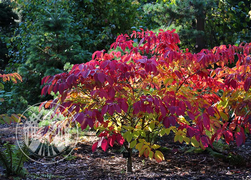 Neoshirakia japonica őszi habitusa, RBG Edinburgh | Nemzetközi ...
