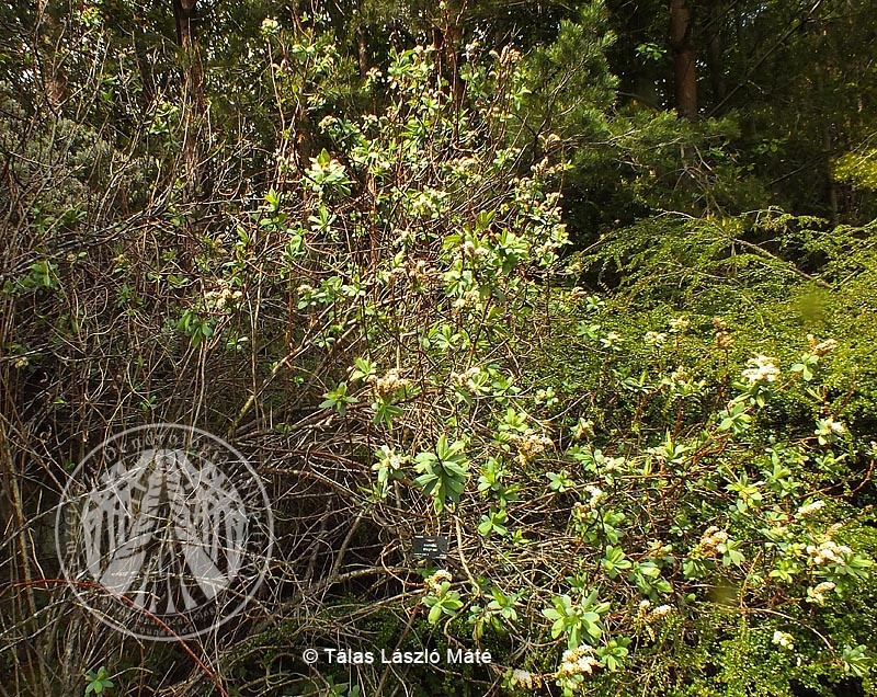 Sibiraea laevigata habitus, R.B.G. Edinburgh | Nemzetközi Dendrológiai ...