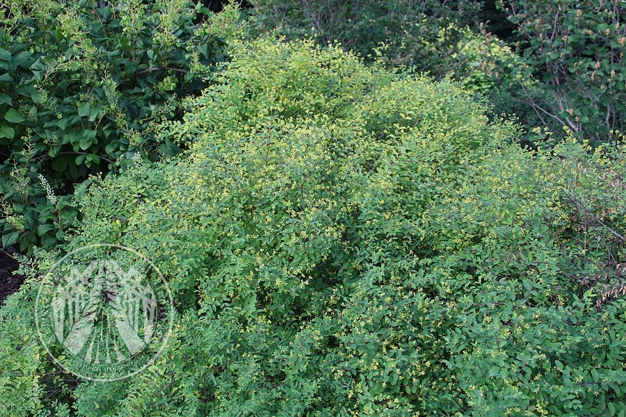 Wikstroemia trichotoma habitus, Arnold Arboretum | Nemzetközi ...