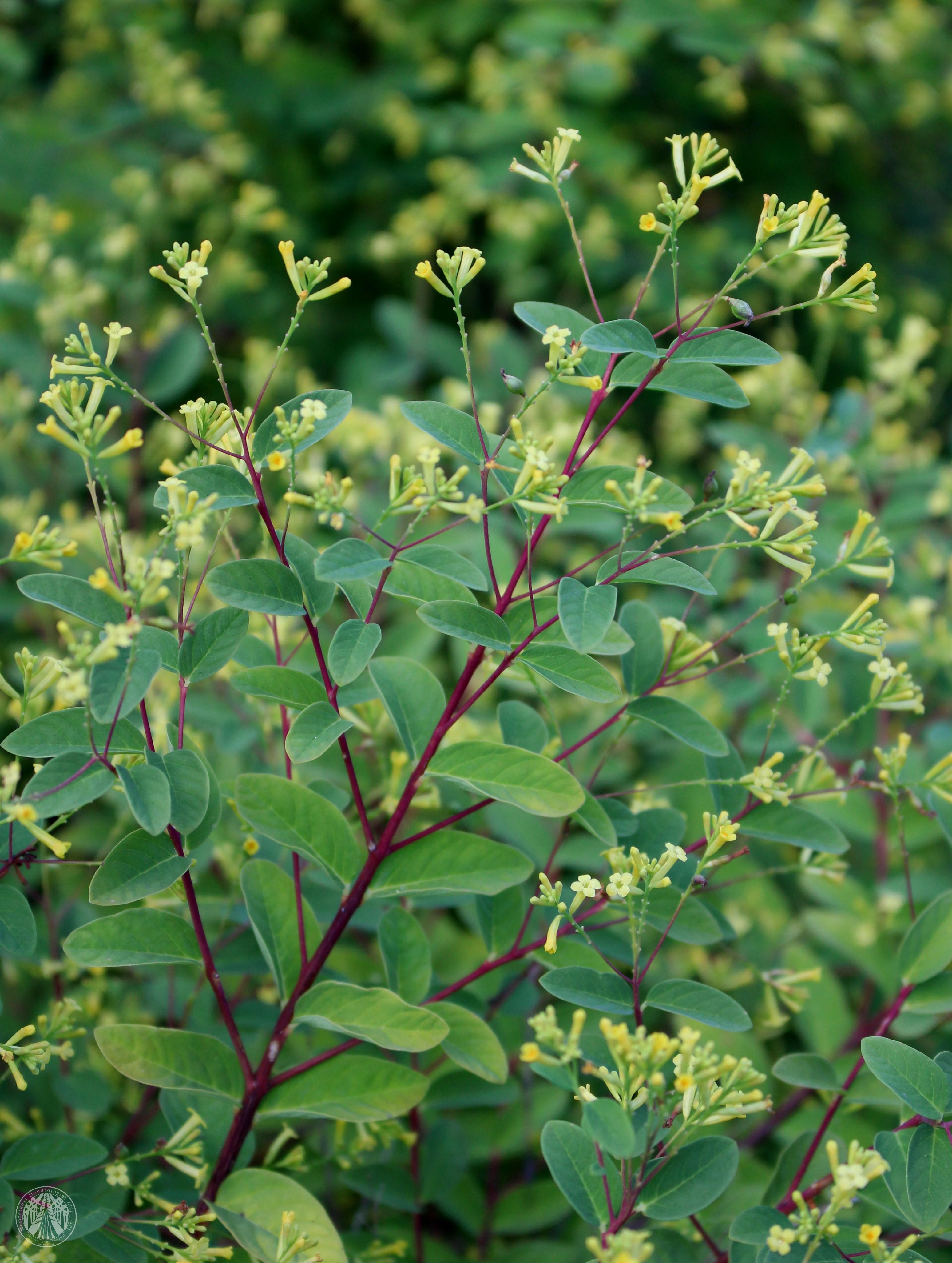 Wikstroemia trichotoma lomb, virágzás, Arnold Arboretum | Nemzetközi ...
