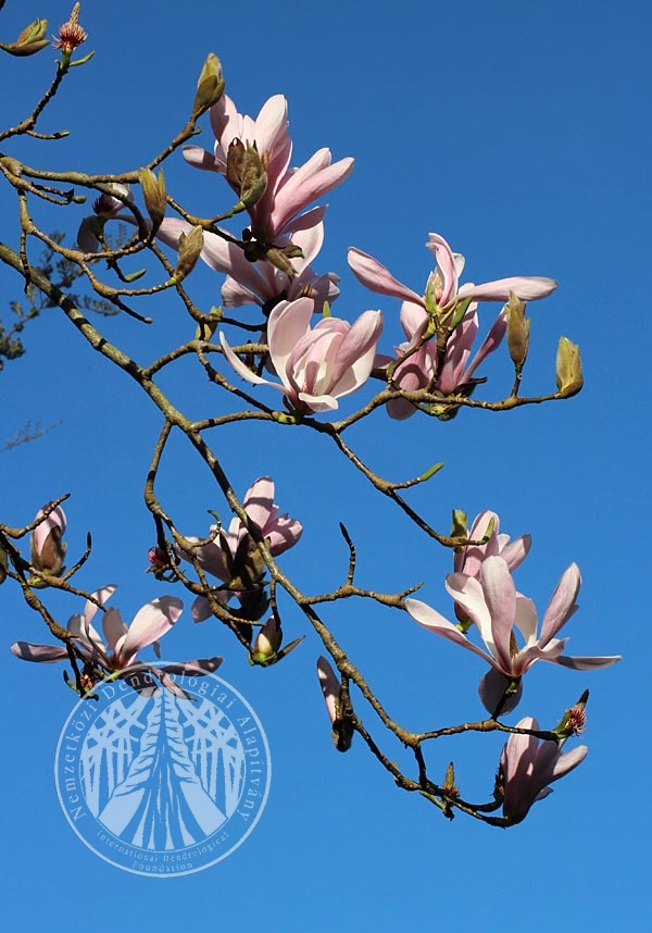 Magnolia | Nemzetközi Dendrológiai Dokumentációs Alapítvány
